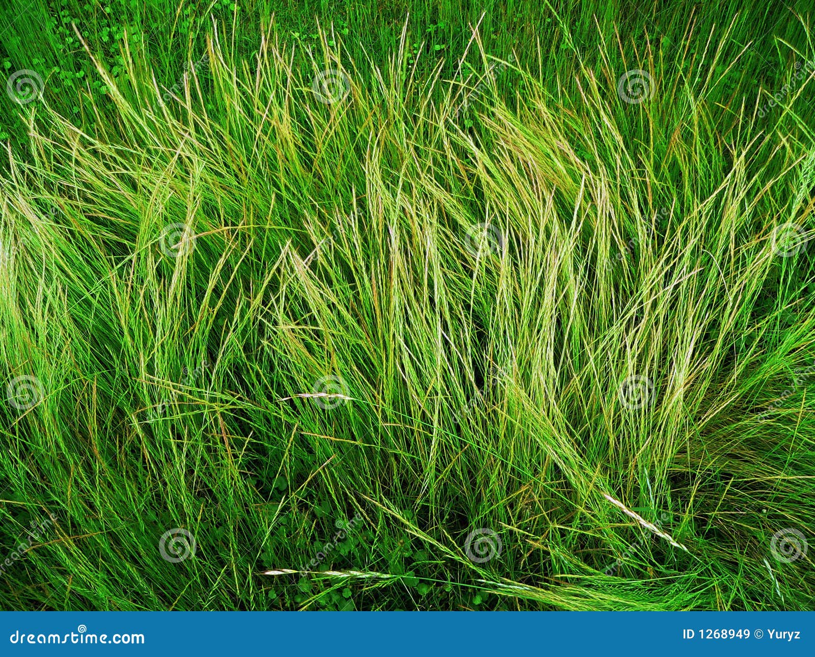 Wild grass background stock image. Image of lane, circle - 1268949