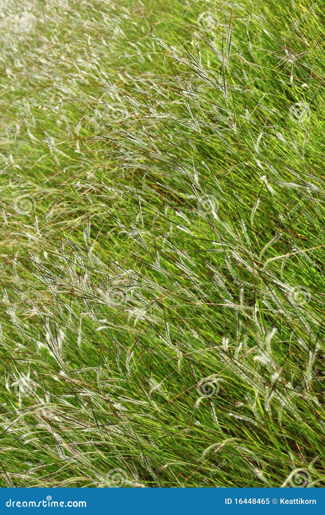 Wild Grass With Seeds Growing Naturally In The Forest. Royalty-Free ...