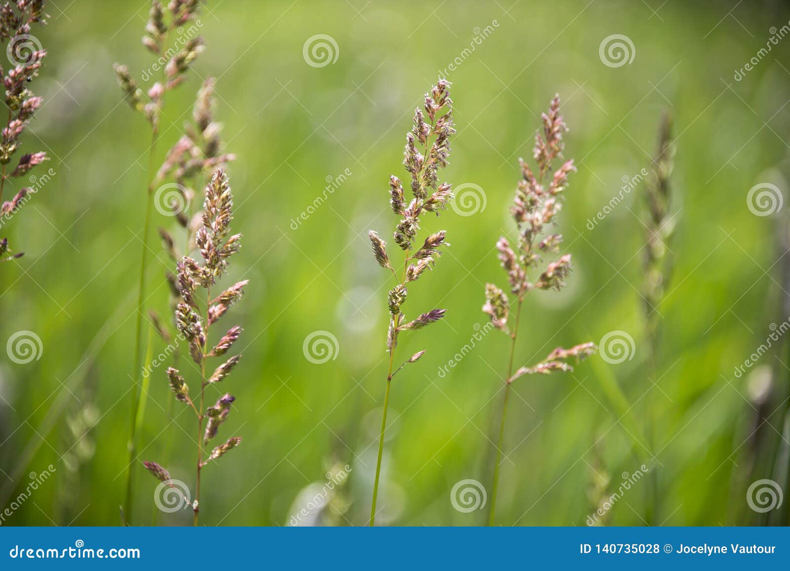 Wild Grass in a Windy Field Stock Photo - Image of grain, windy: 140735028