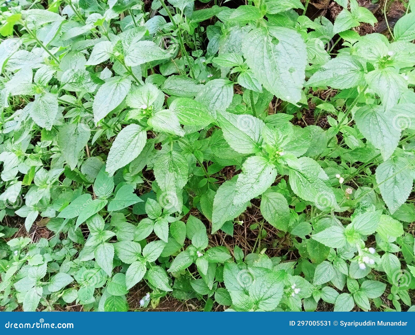 A Wild Grass Called Spinach that Grows Lush and Green Stock Image ...