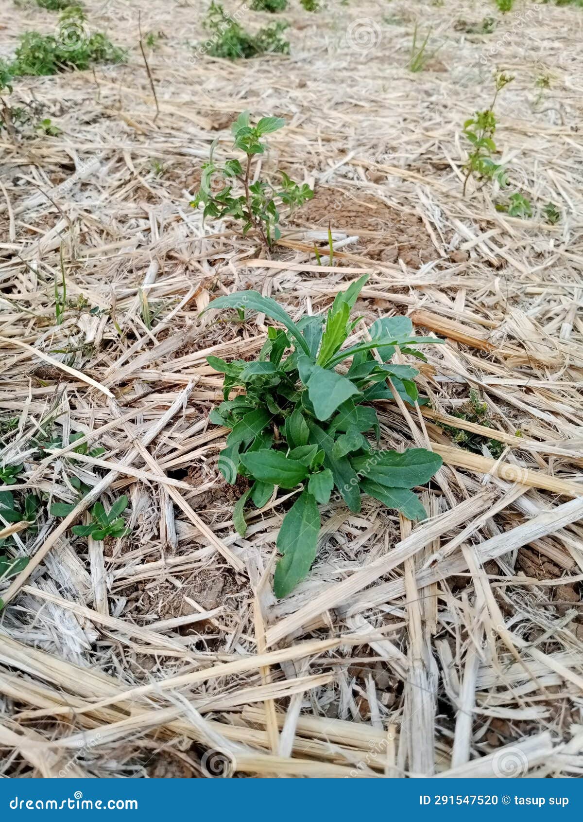 Only Wild Grass Can Survive when the Land Experiences a Long Drought ...