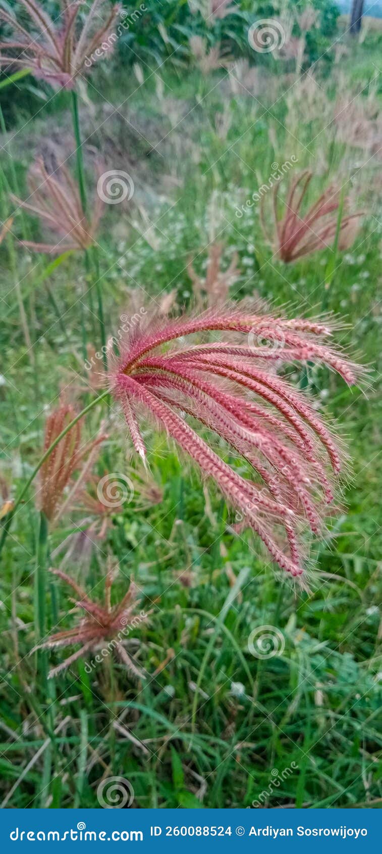 Wild Grass Chloris Barbata on Corn Field. Stock Photo - Image of wild, leaf: 260088524