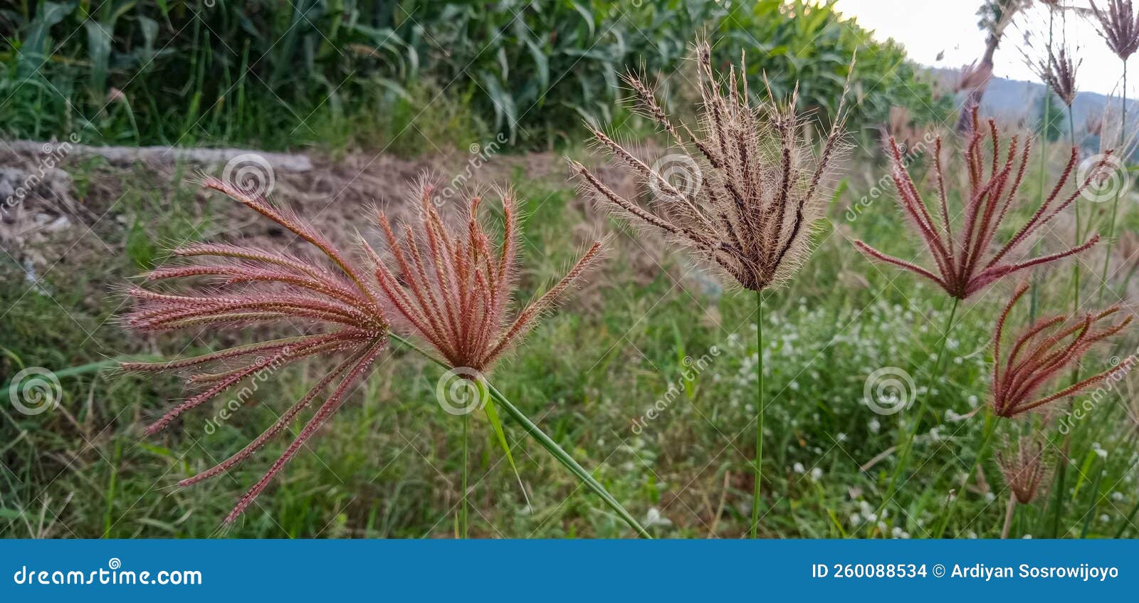 Wild Grass Chloris Barbata on Corn Field. Stock Photo - Image of field ...