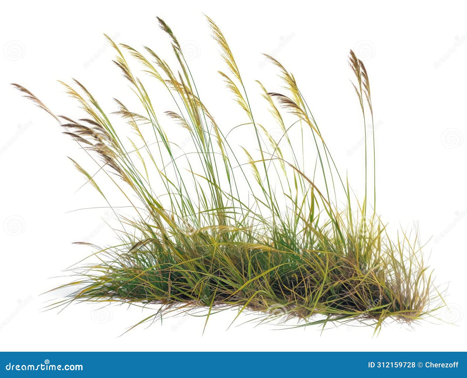 Wild Grass Clump Isolated on White Stock Photo - Image of heads, green ...
