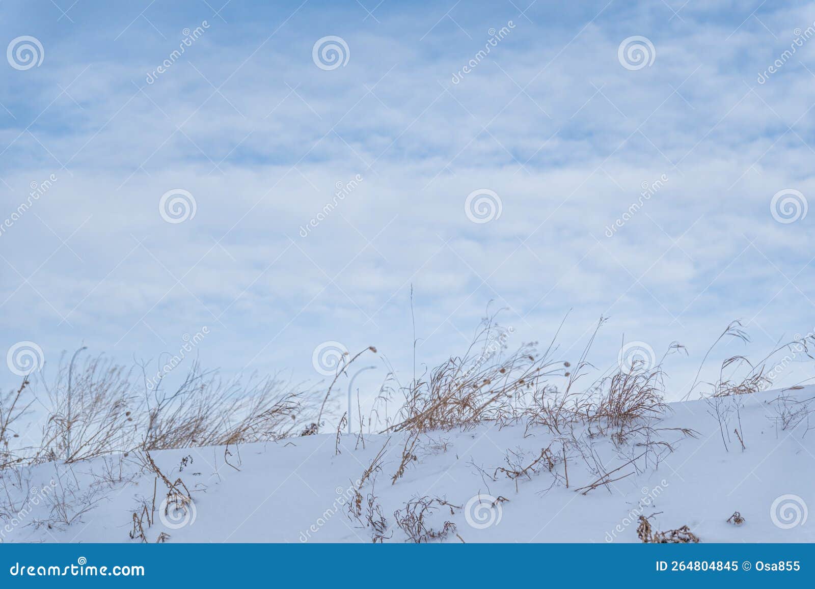 Wild Grass Covered with Snow on a Hill Stock Image - Image of nature ...