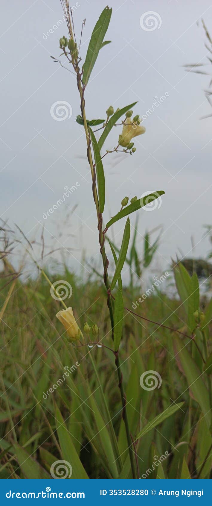 Wild Grass Entwining Flowering Plants that are in Growth Stock Photo ...