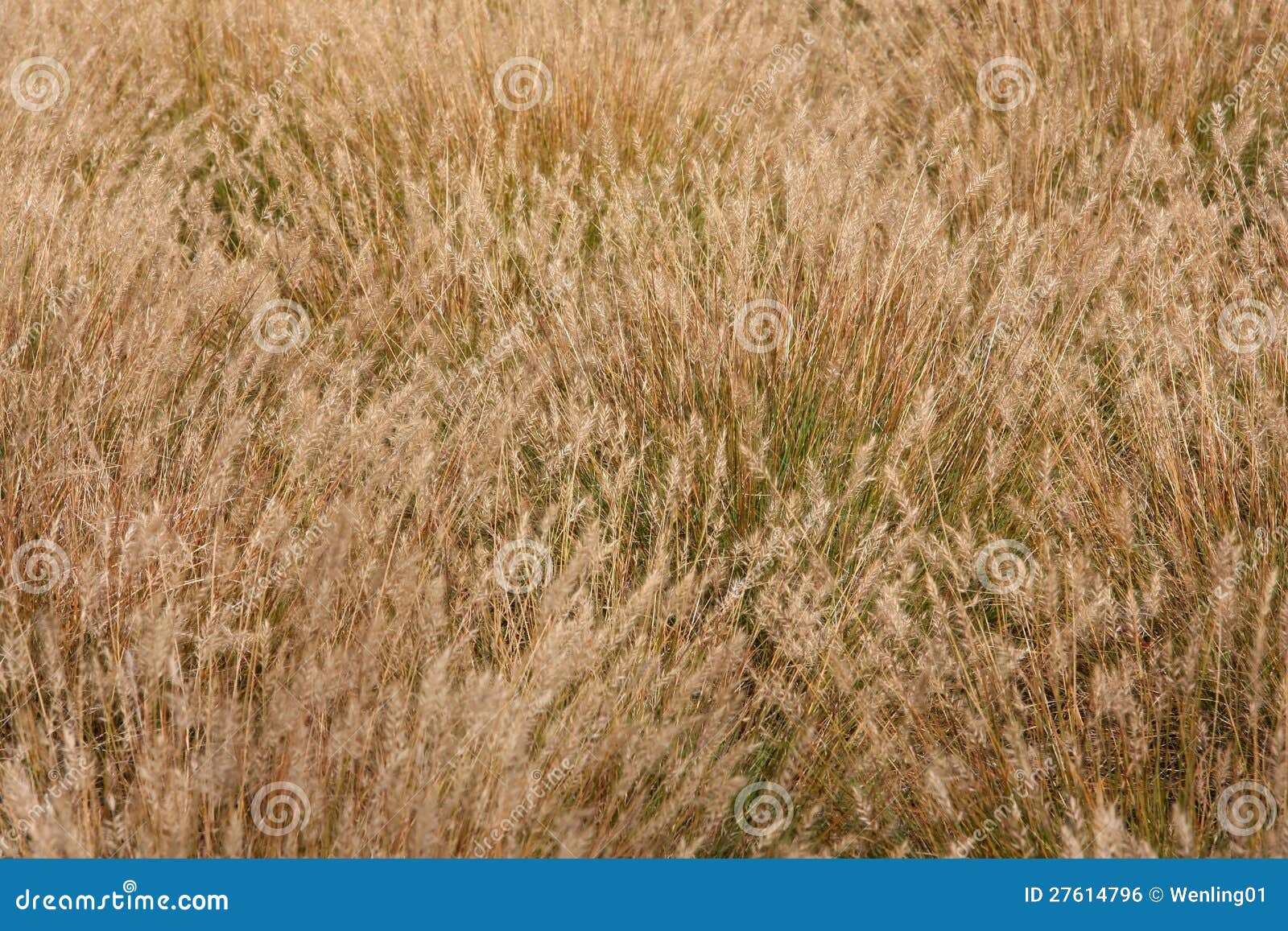Wild grass field stock photo. Image of outdoor, dried - 27614796