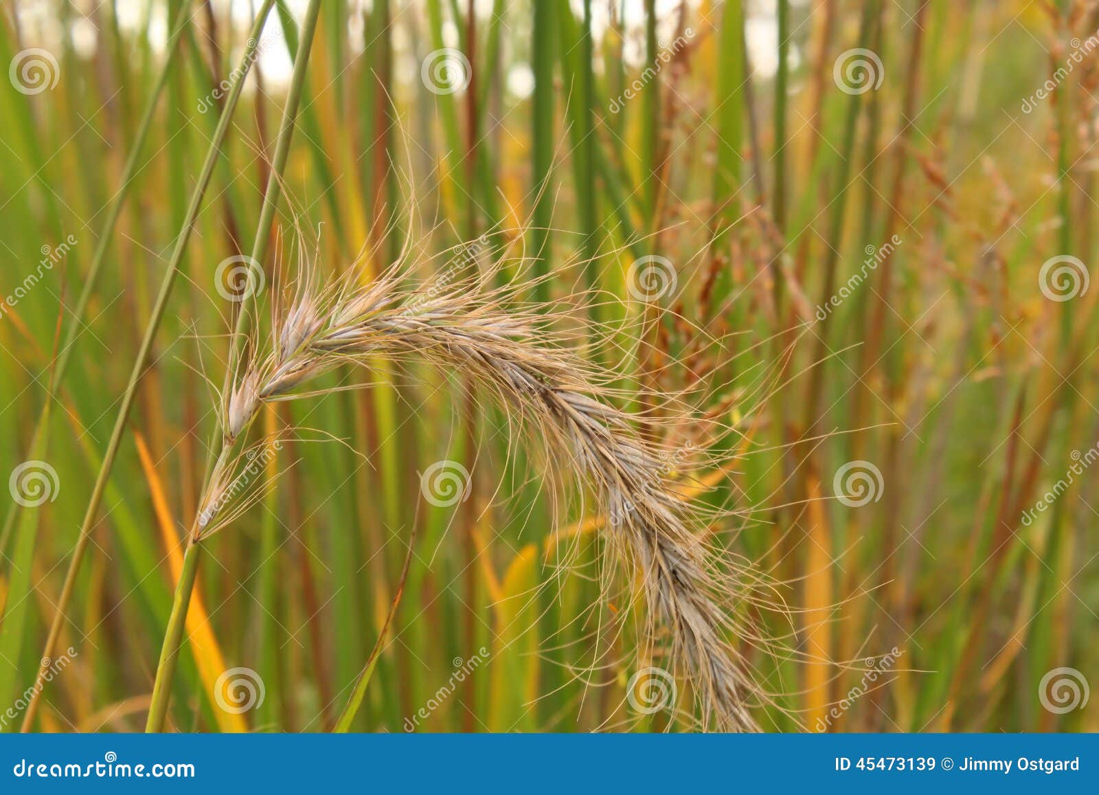 Wild Grass Field stock image. Image of farming, environment - 45473139
