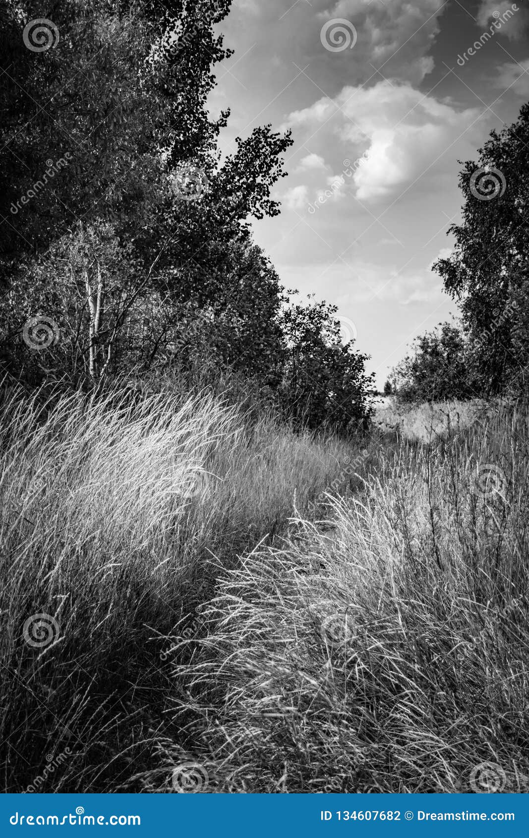 Wild Grass Field. Path in the High Grass Stock Photo - Image of nature ...