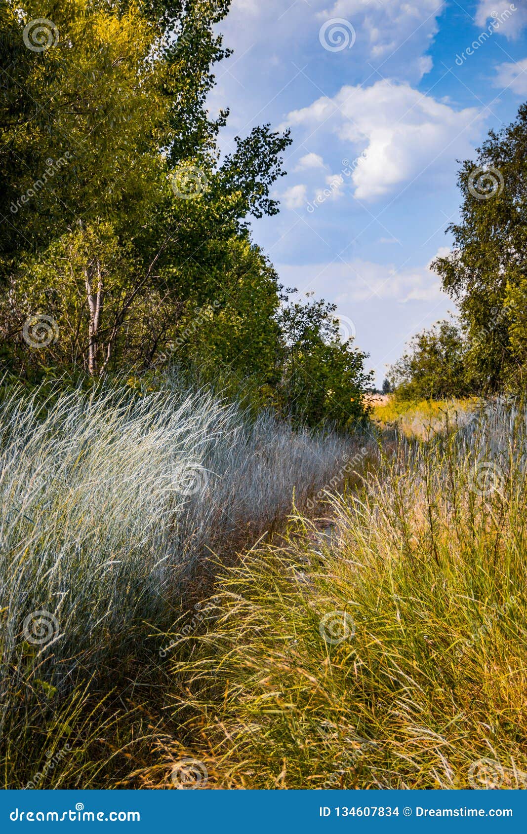 Wild Grass Field. Path in the High Grass Stock Photo - Image of blossom ...