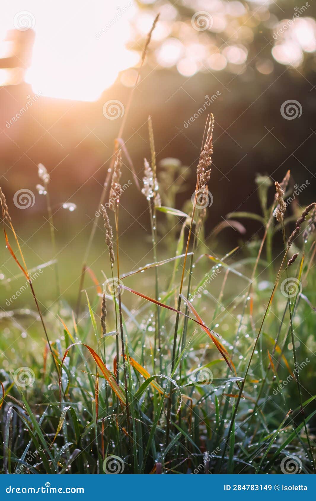 Wild Grass on Field in Sunset Light Stock Image - Image of sunset ...