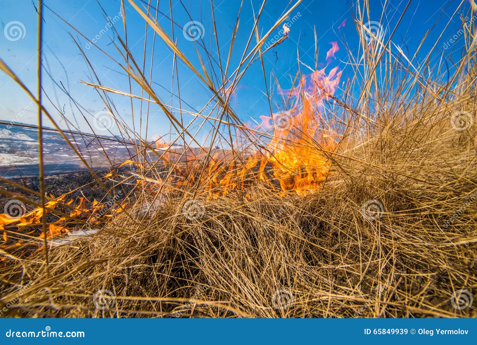 Wild grass on fire stock image. Image of white, nature - 65849939