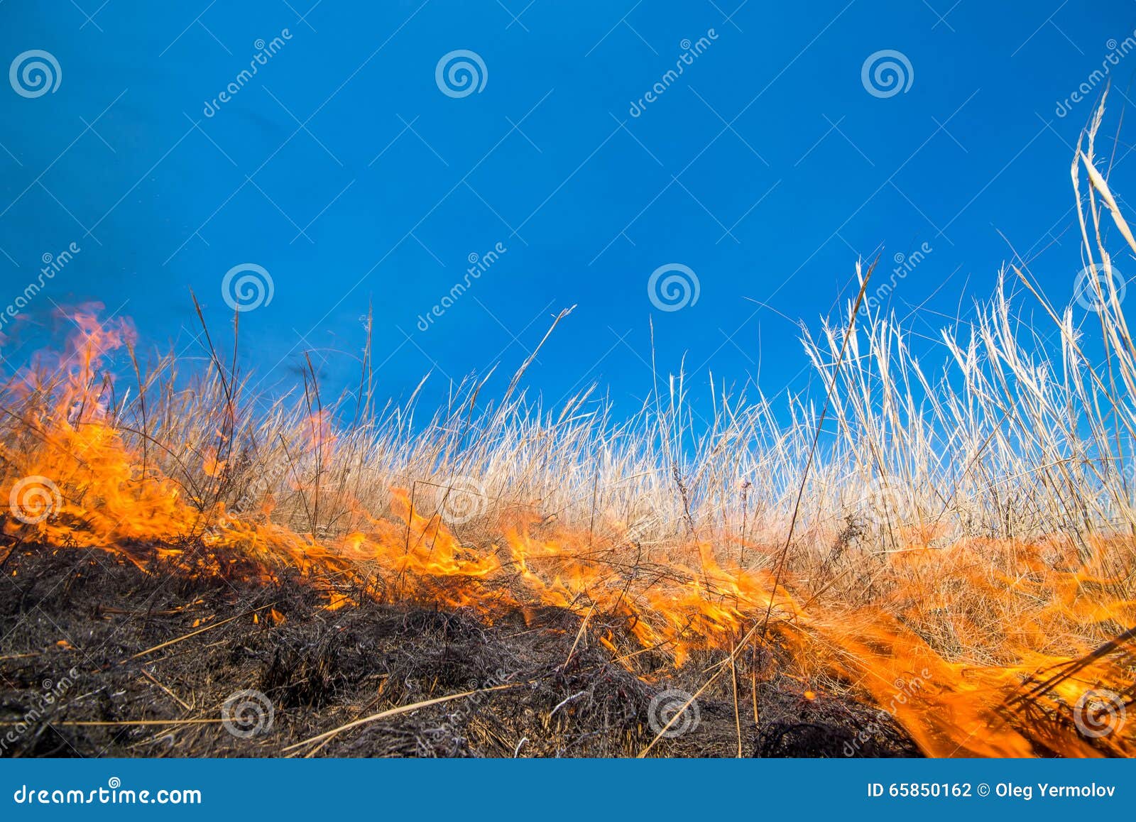 Wild grass on fire stock photo. Image of flame, brush - 65850162