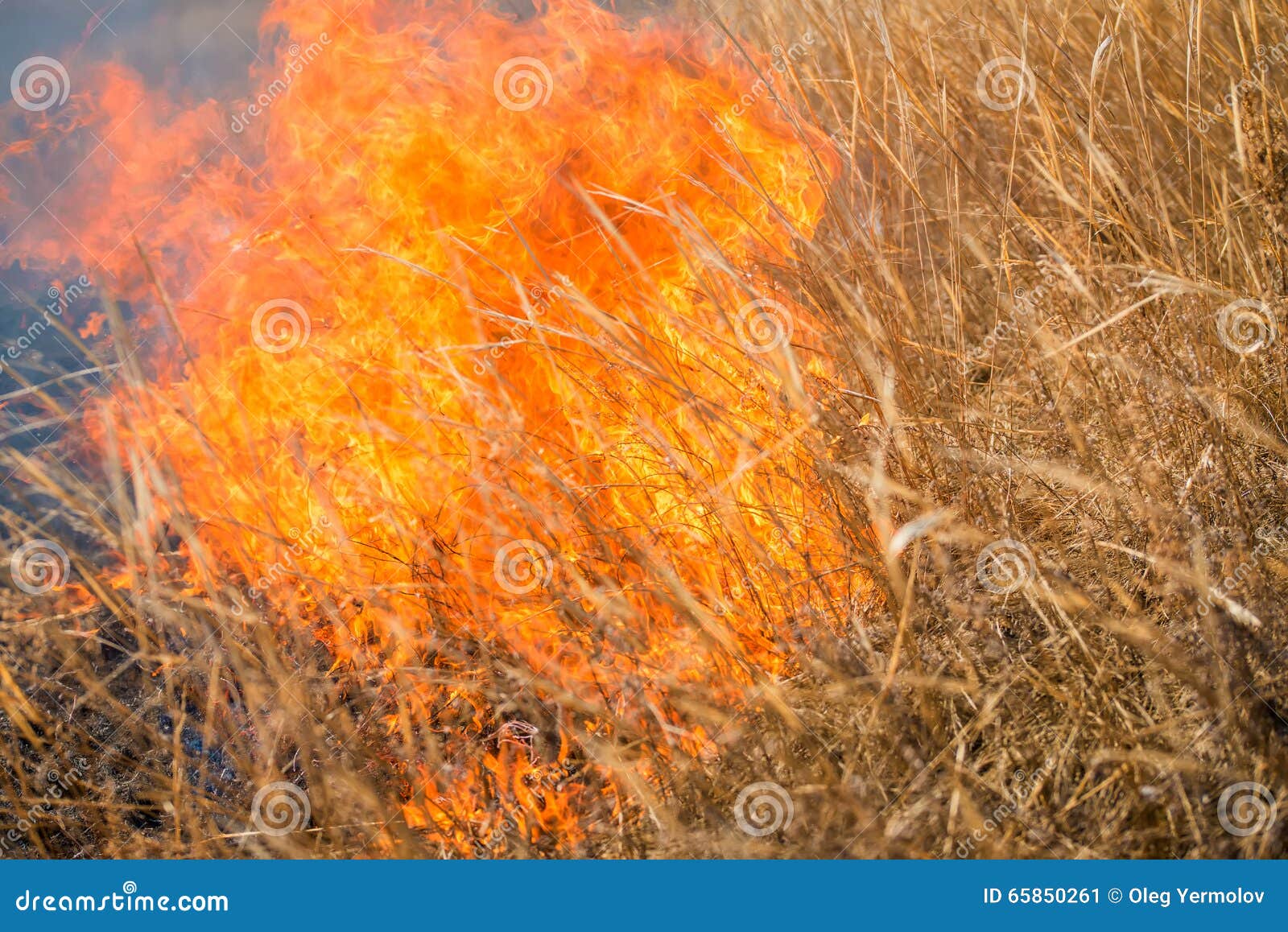 Wild grass on fire stock image. Image of forest, orange - 65850261