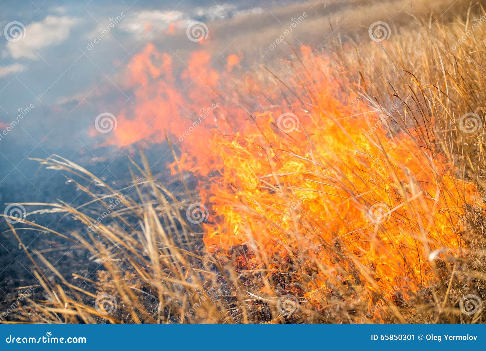 Wild grass on fire stock image. Image of field, heat - 65850301