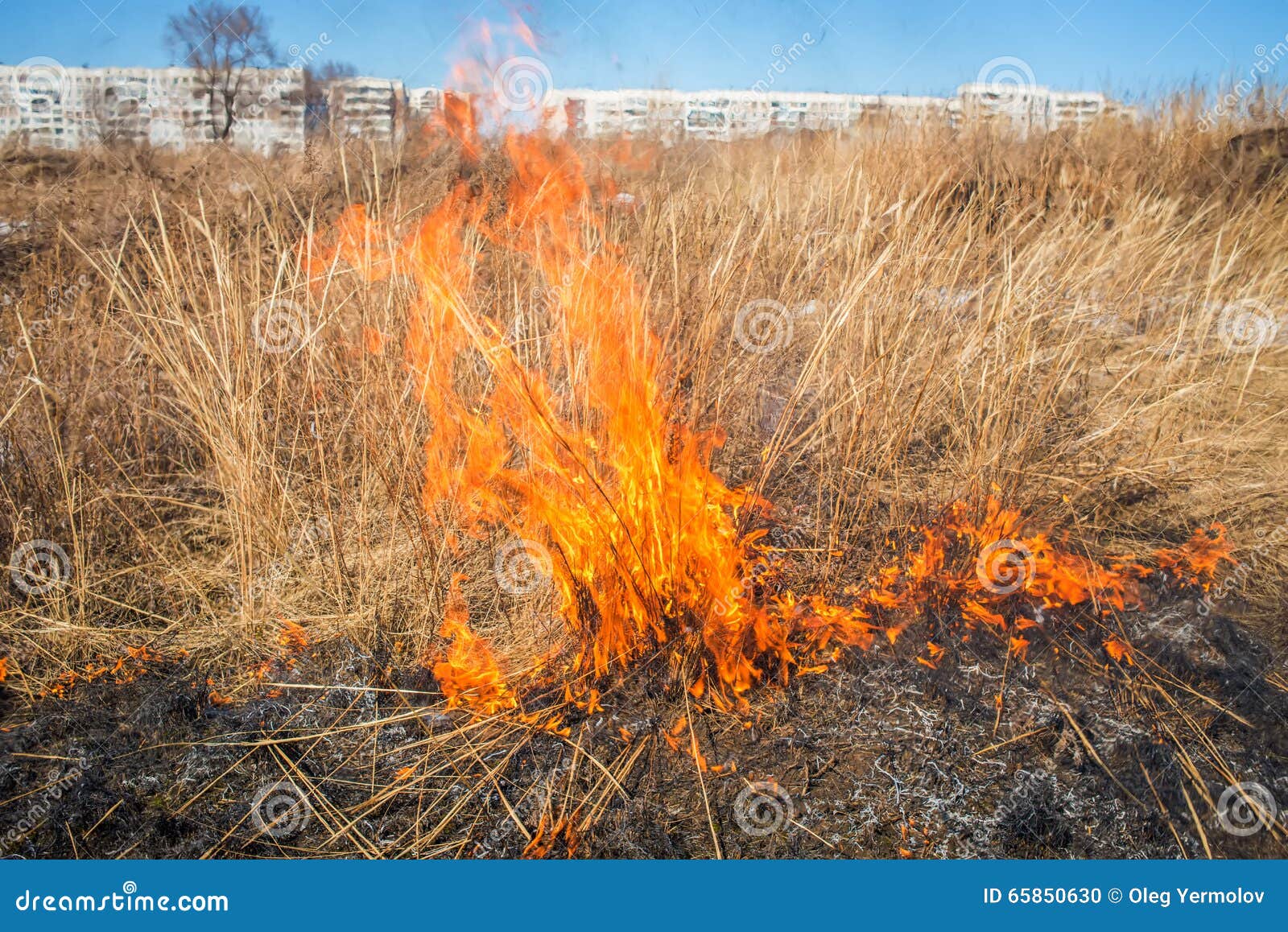 Wild grass on fire stock photo. Image of rossmann, disaster - 65850630