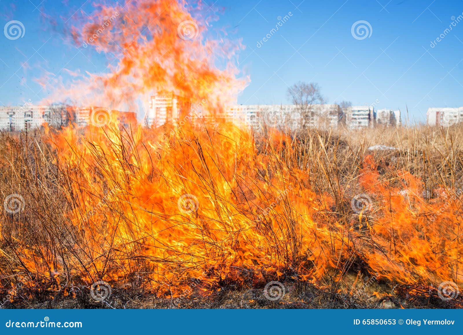 Wild grass on fire stock image. Image of oxygen, brush - 65850653
