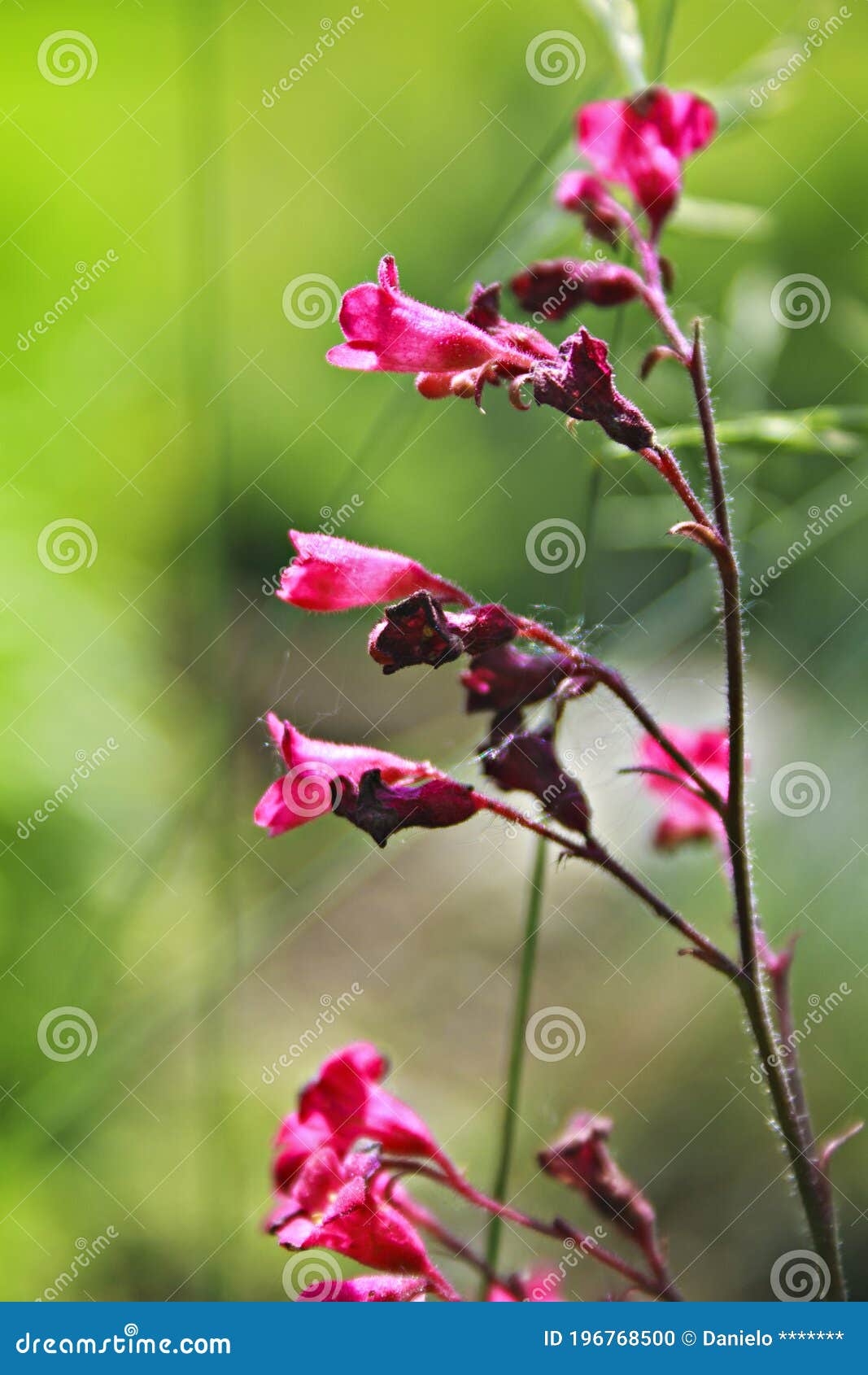 Wild grass flower stock photo. Image of grass, beauty - 196768500