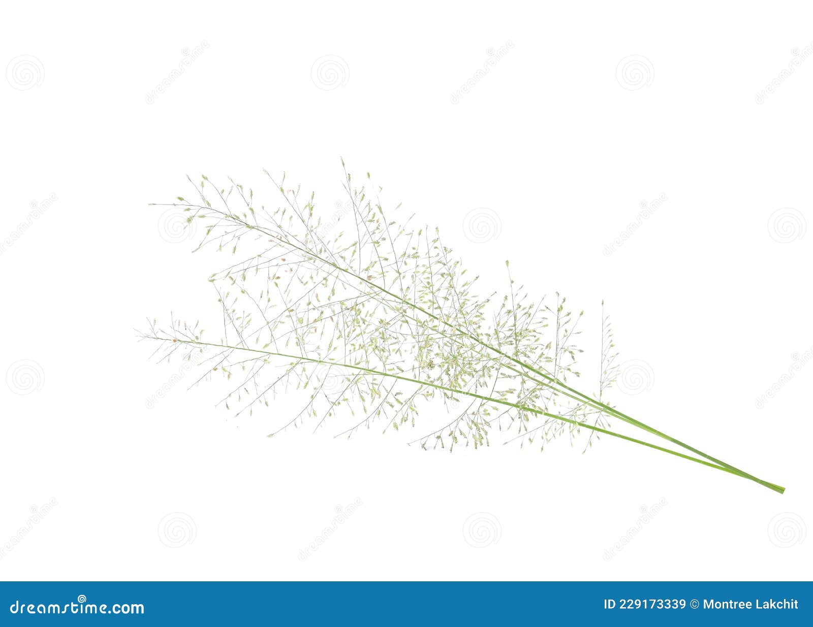 Wild Grass Flower Isolated on White Background Stock Image - Image of ...