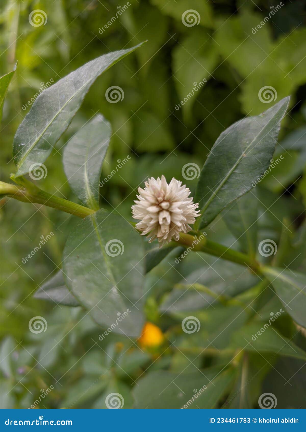 Wild Grass Flower Potrait Nature Stock Image - Image of flower, grass ...
