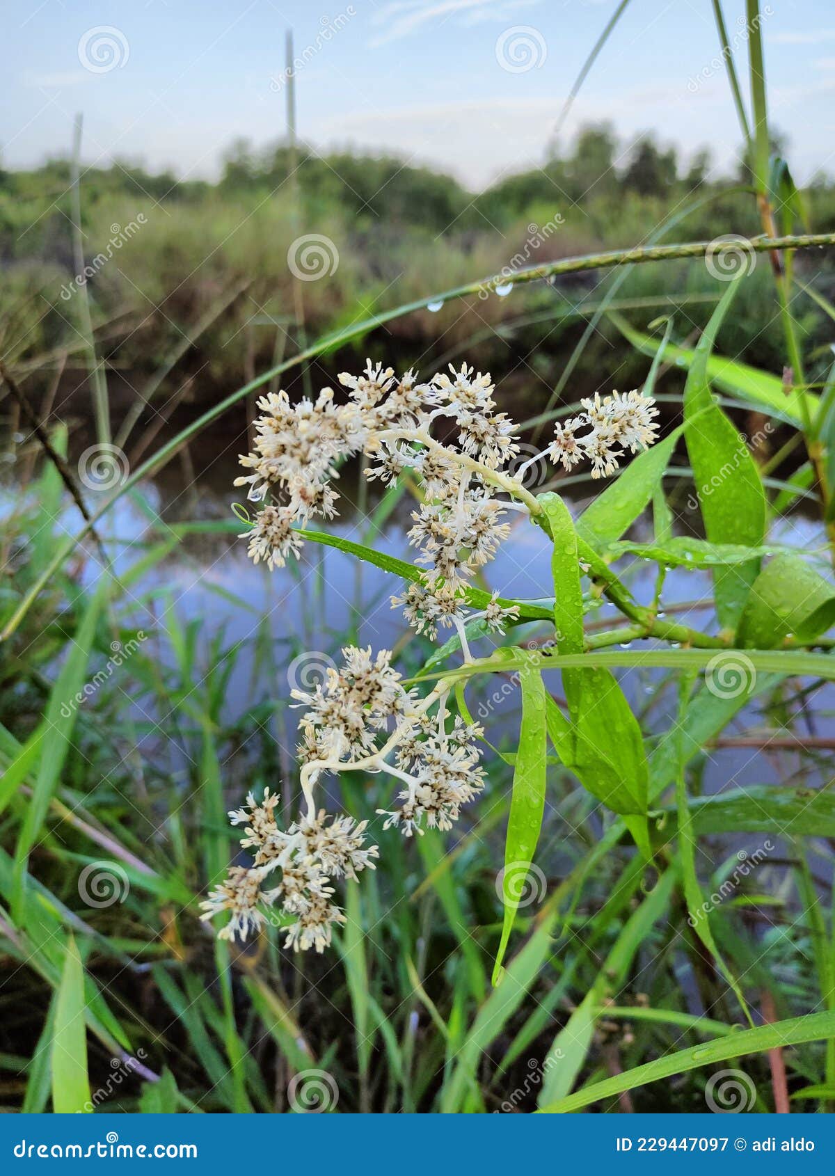 Wild Grass Flower Texture in the Village 11 Stock Image - Image of ...