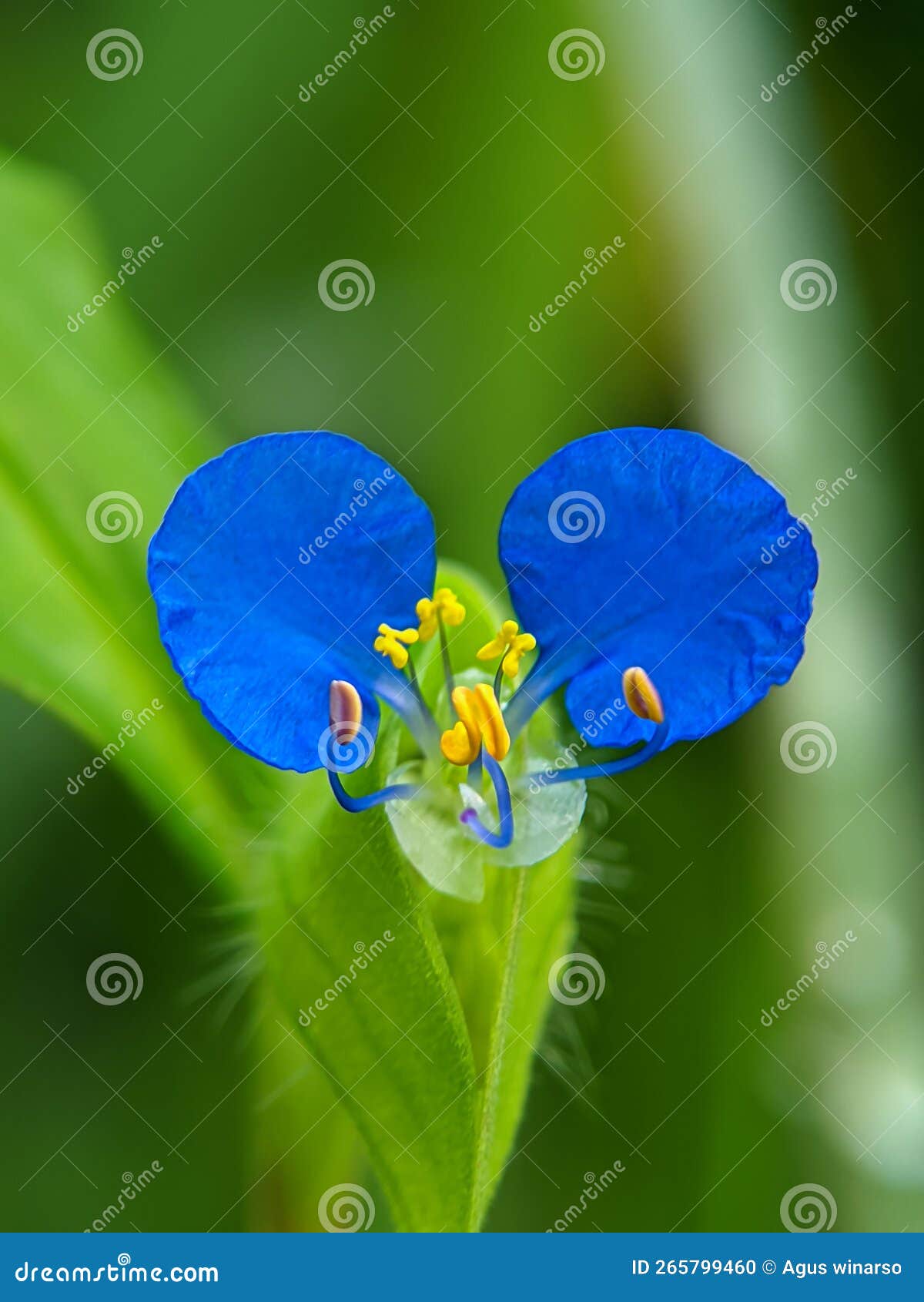 Beautiful weed flower stock photo. Image of petal, produce - 265799460