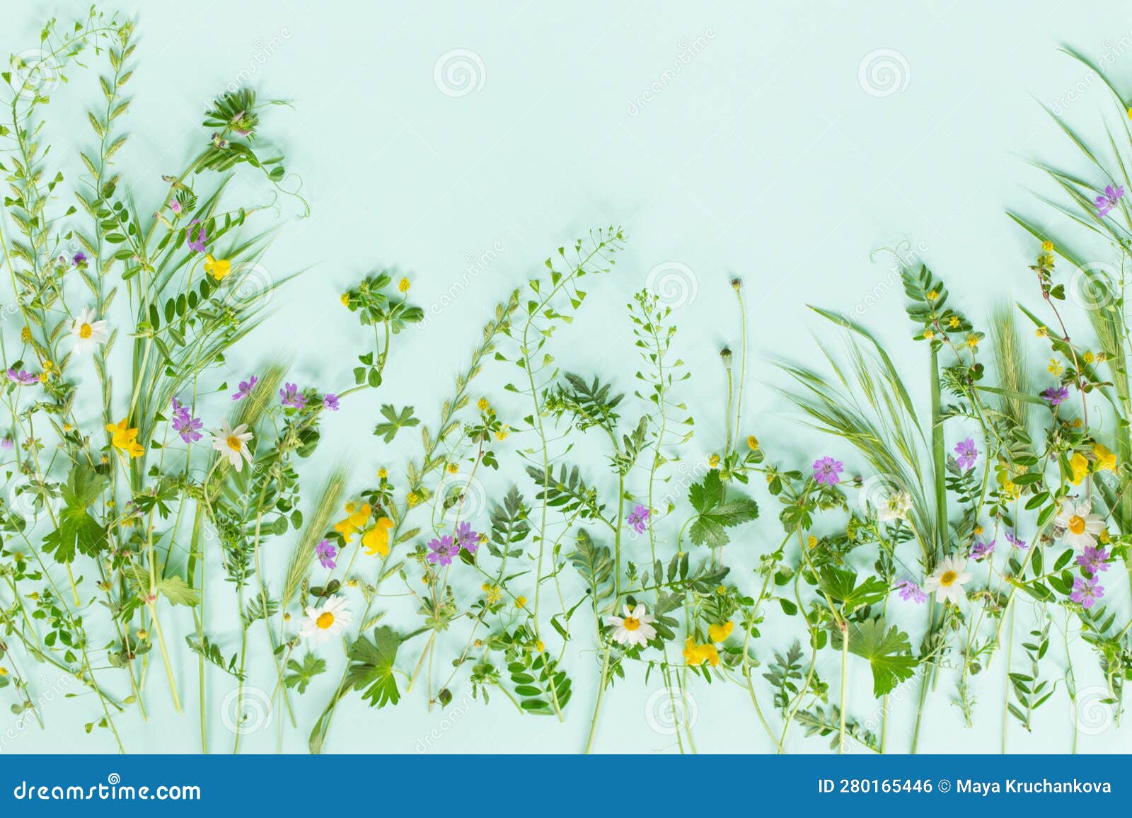 Wild Grass and Flowers on Green Paper Background Stock Photo - Image of ...