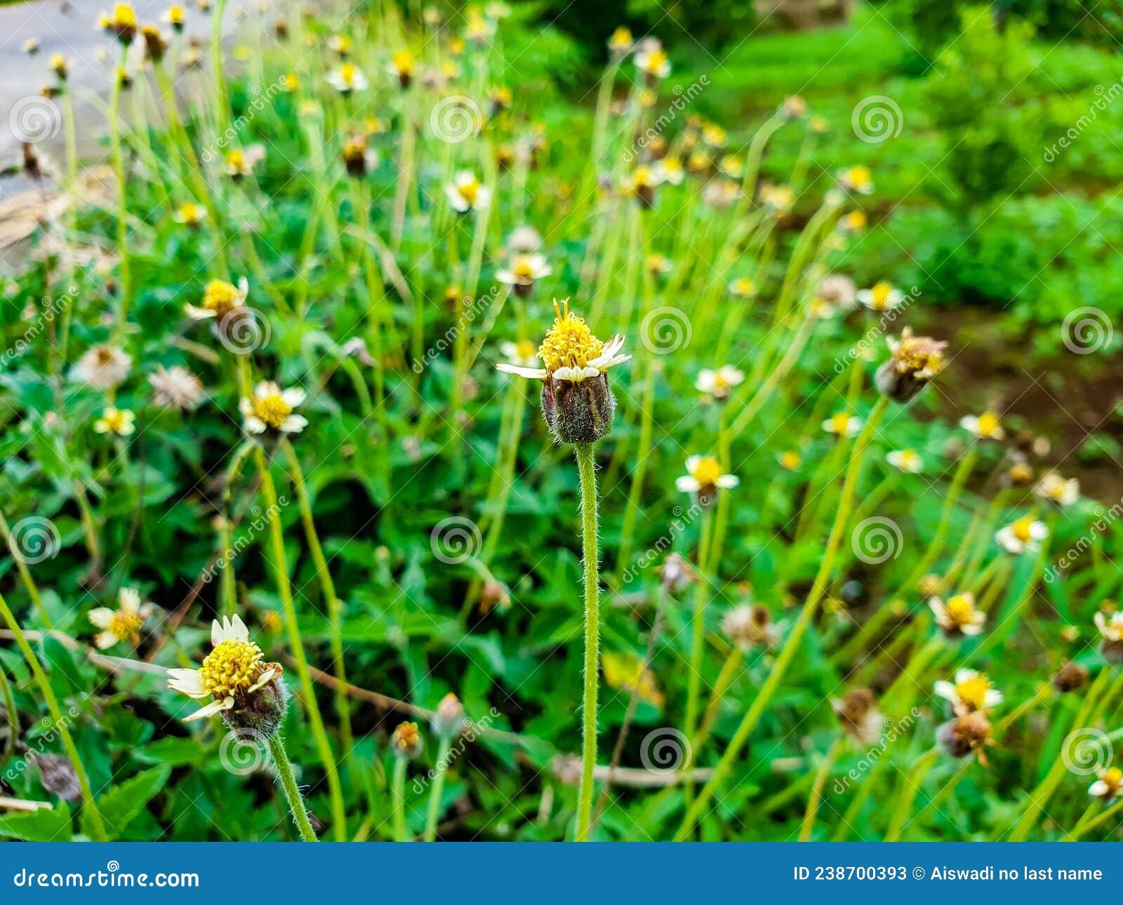 Wild Grass Flowers Vivid Grass Field. Stock Image - Image of lawn ...