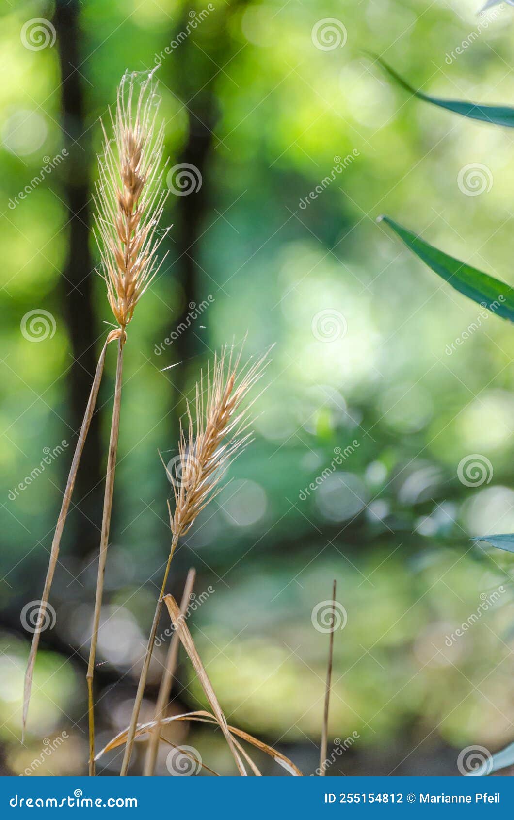 Wild Grass Grass Growing in a Forest Clearing Stock Photo - Image of ...