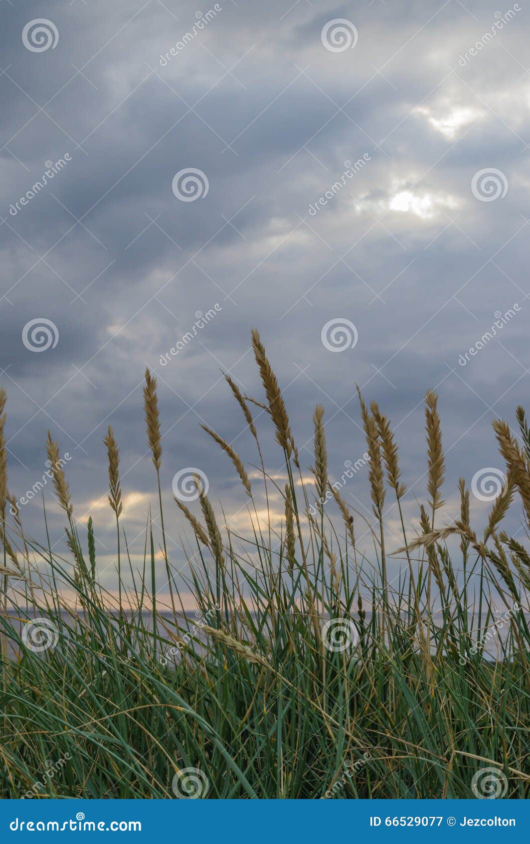 Wild Grass stock image. Image of plants, outdoor, growing - 66529077