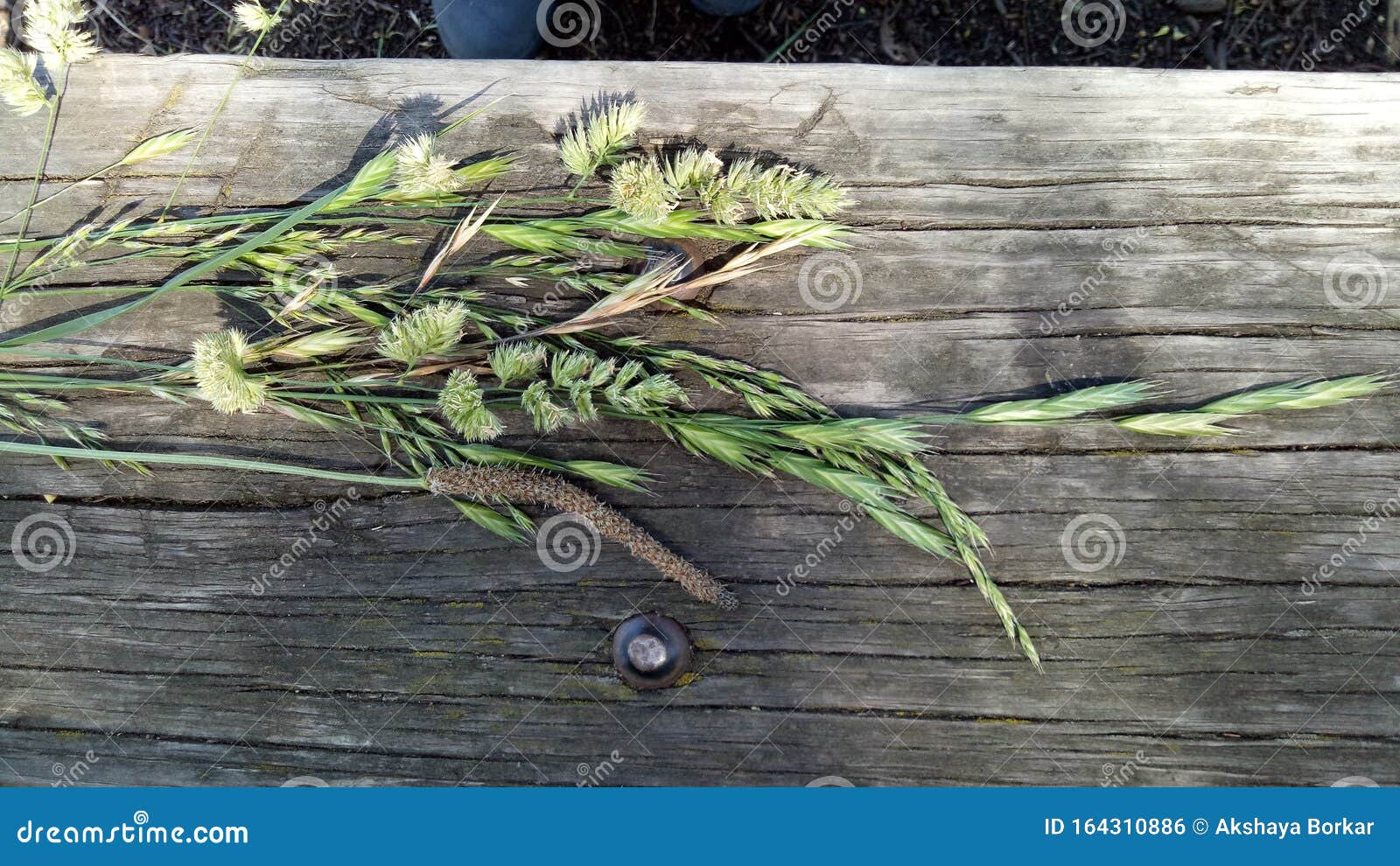Wild Grass and Green Grain Twigs Stock Photo - Image of wild, twigs ...