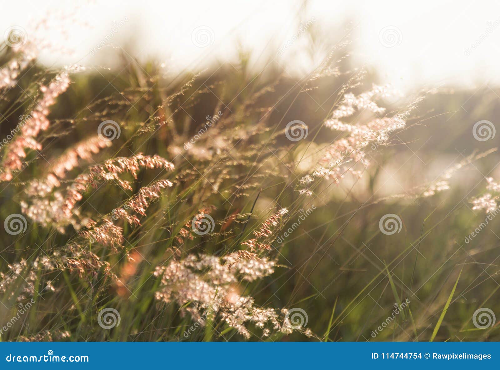 Wild Grass Growing in Nature Stock Photo - Image of tree, sunny: 114744754