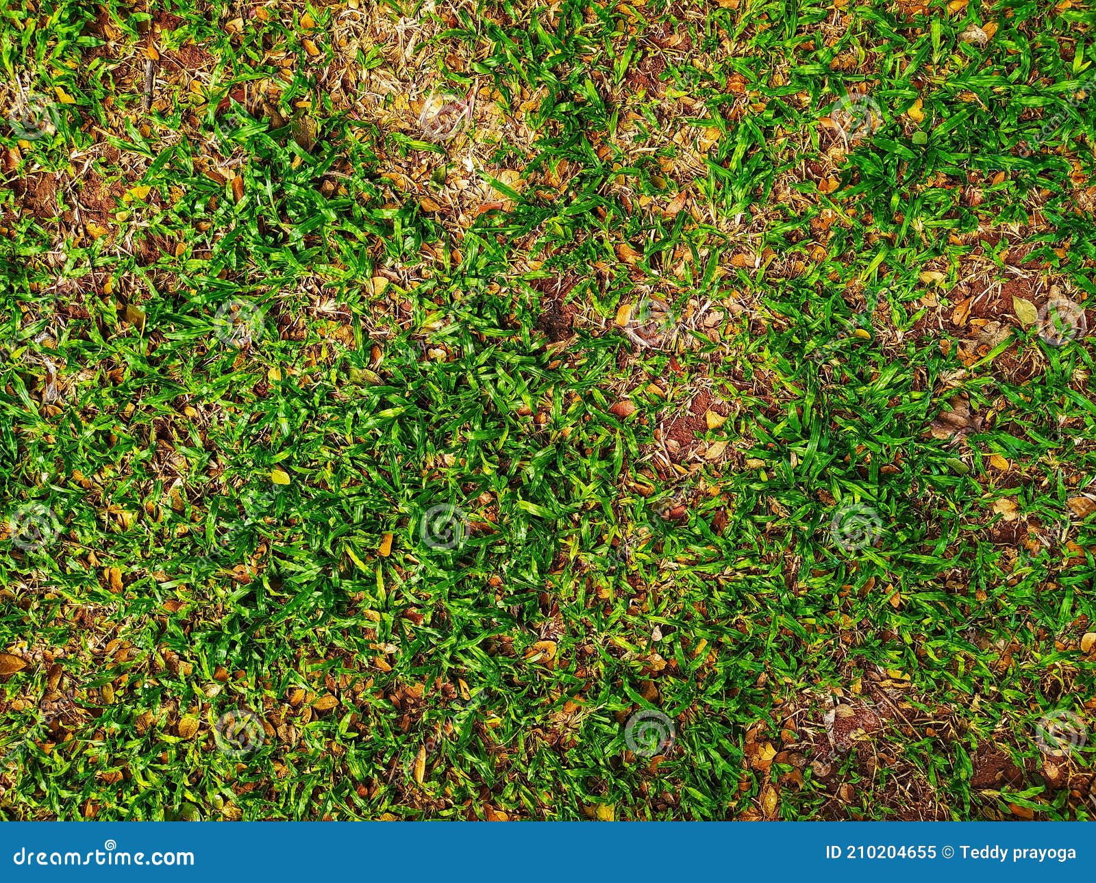 Wild Grass Growing on the Roadside Stock Image - Image of grass ...