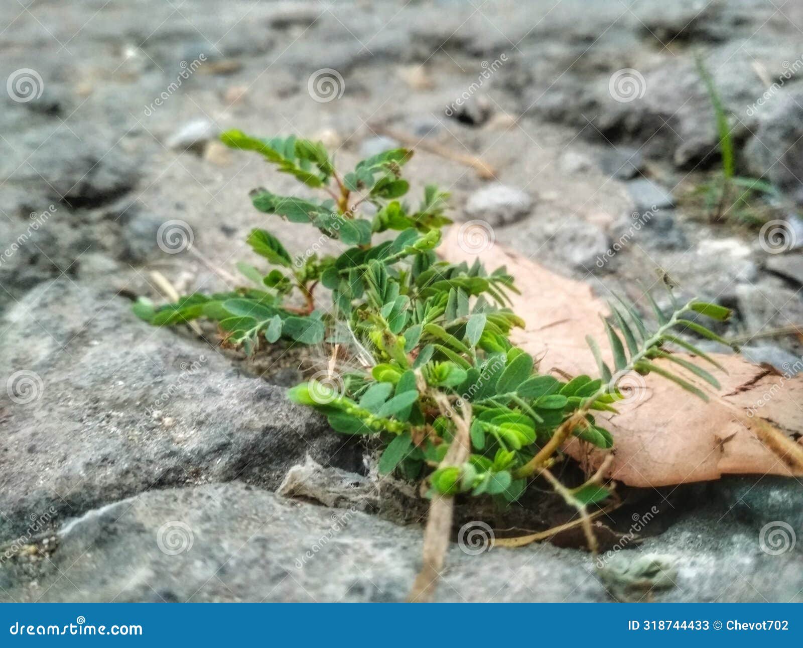 Wild Grass Growing between the Rocks.nature Concept Stock Image - Image ...