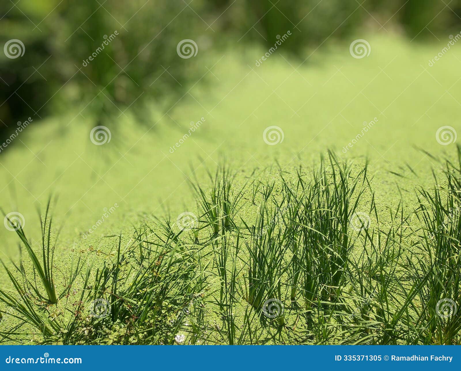 Wild Grass Growing Well in Any Places Stock Image - Image of growing ...
