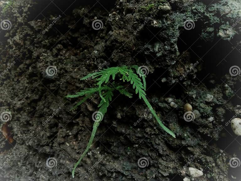 A Wild Grass That Grows On Rock Cliffs This Grass Grows Abundantly In