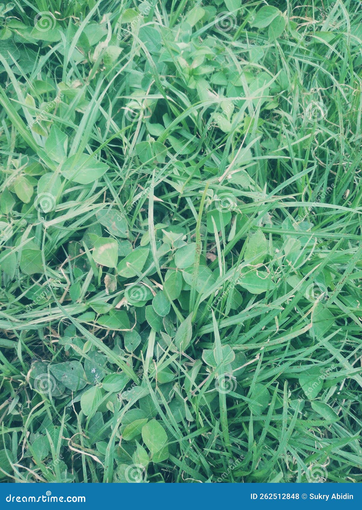 Wild Grass with Long Leaves and Wide Leaves Stock Photo - Image of ...