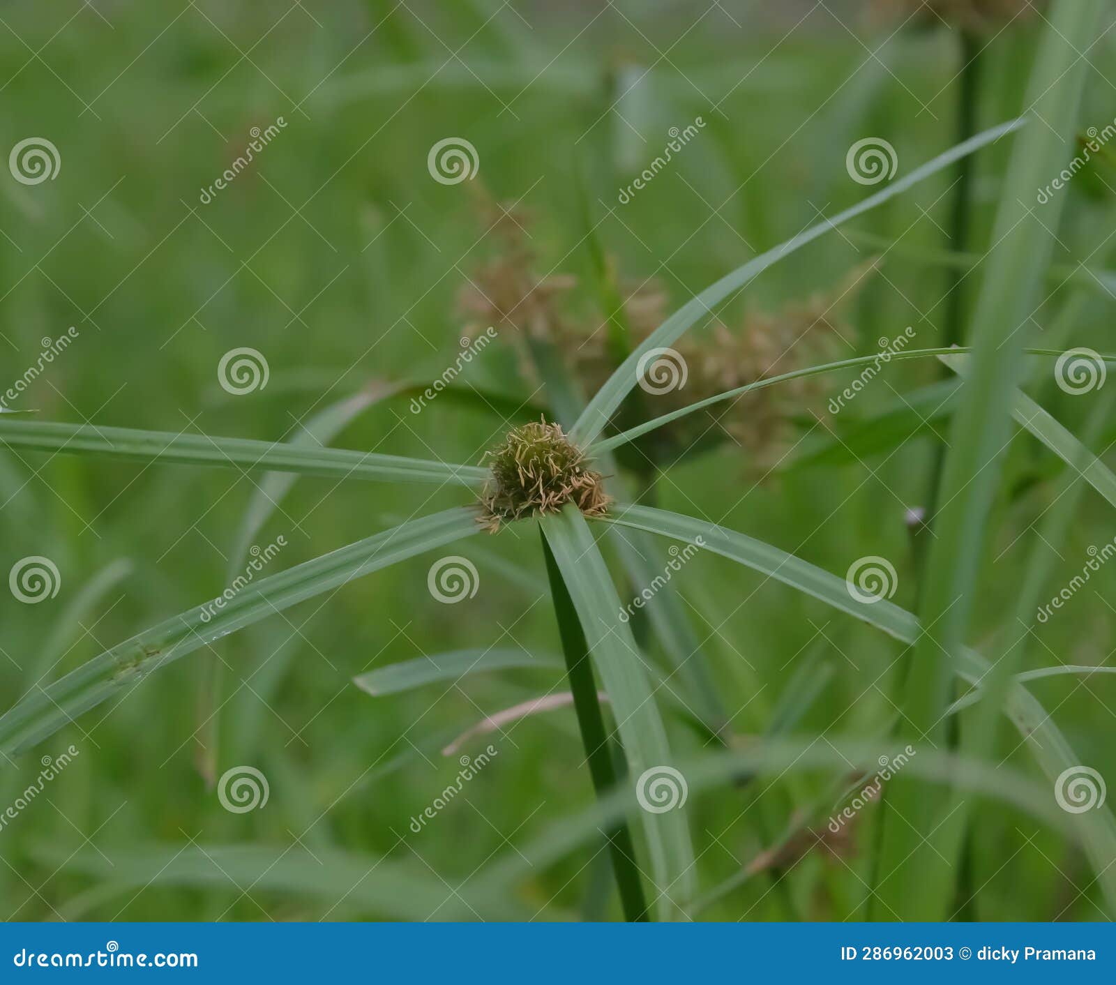 The Wild Grass Named Kyllinga Brevifolia. Stock Image - Image of wild ...