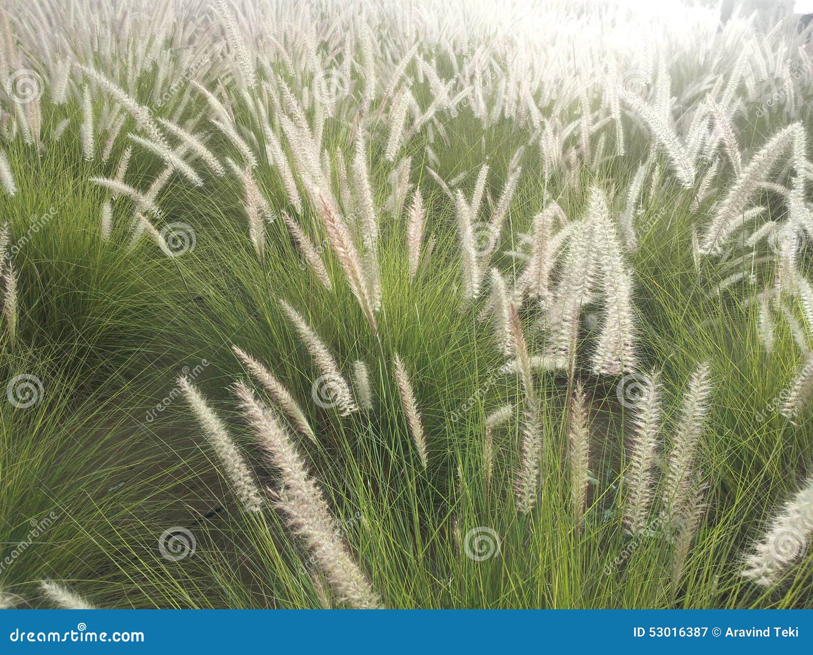 Wild grass stock image. Image of rural, wild, fields - 53016387