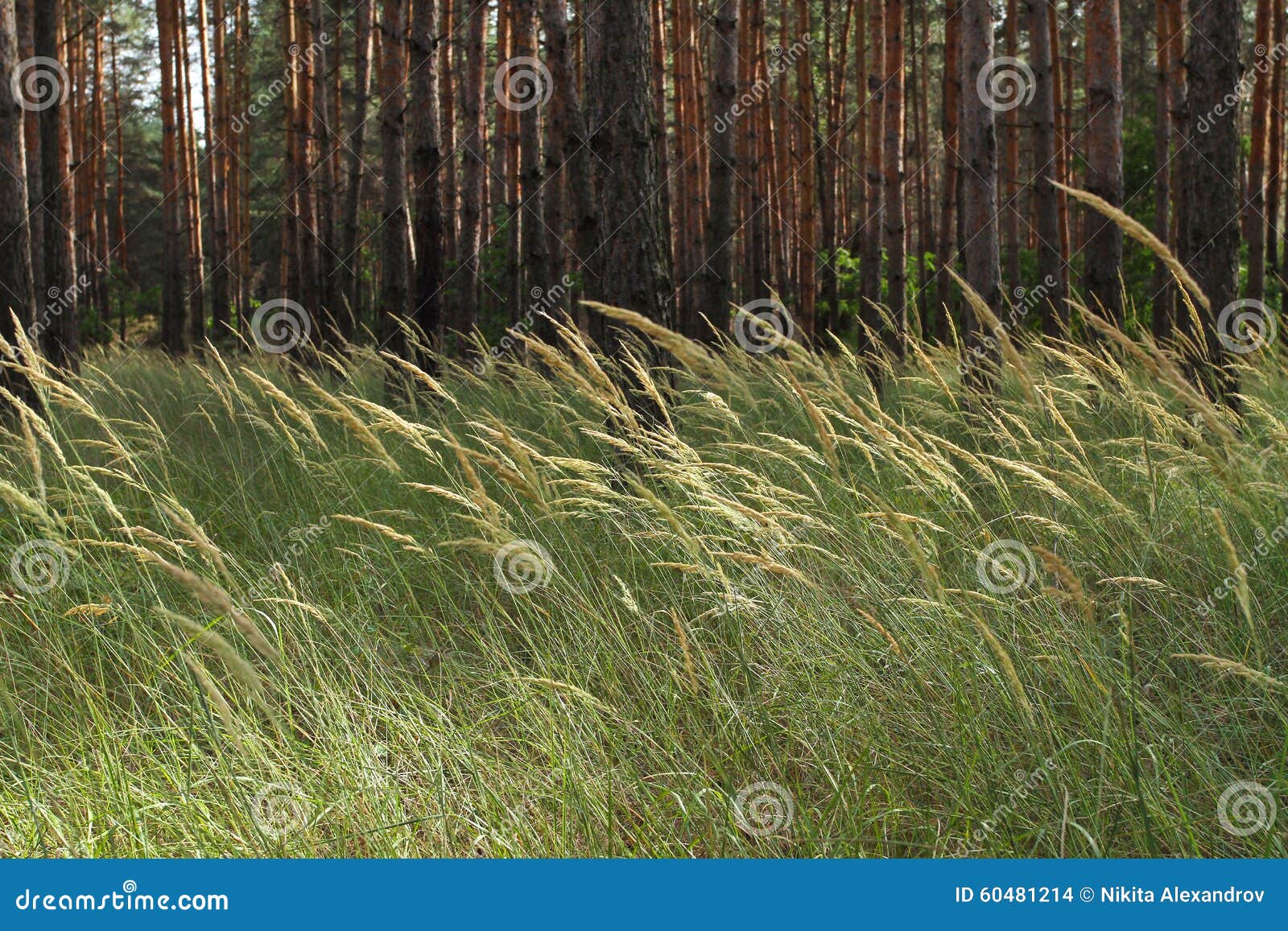 Wild Grass in a Pine Forest. Many Tall, Slender Pine Trees in Th Stock ...