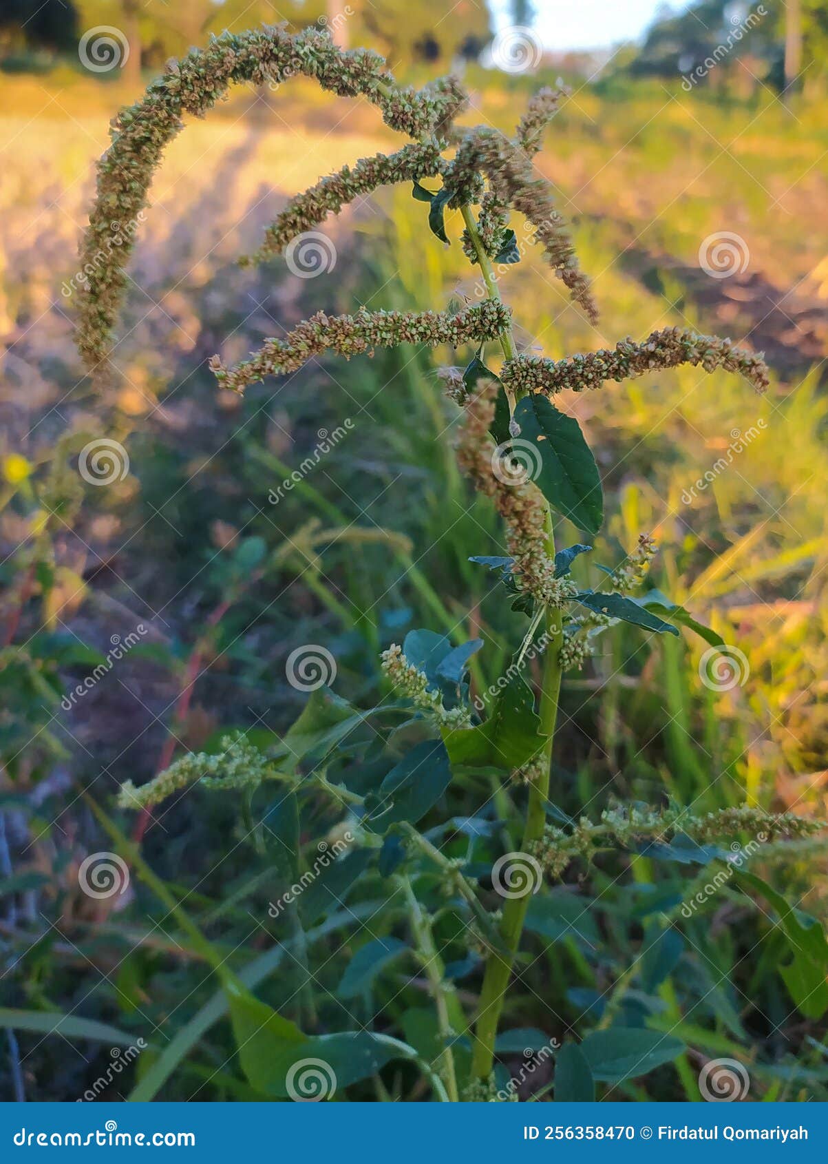 Wild Grass Plants on the Ground Stock Photo - Image of woodland, yellow ...