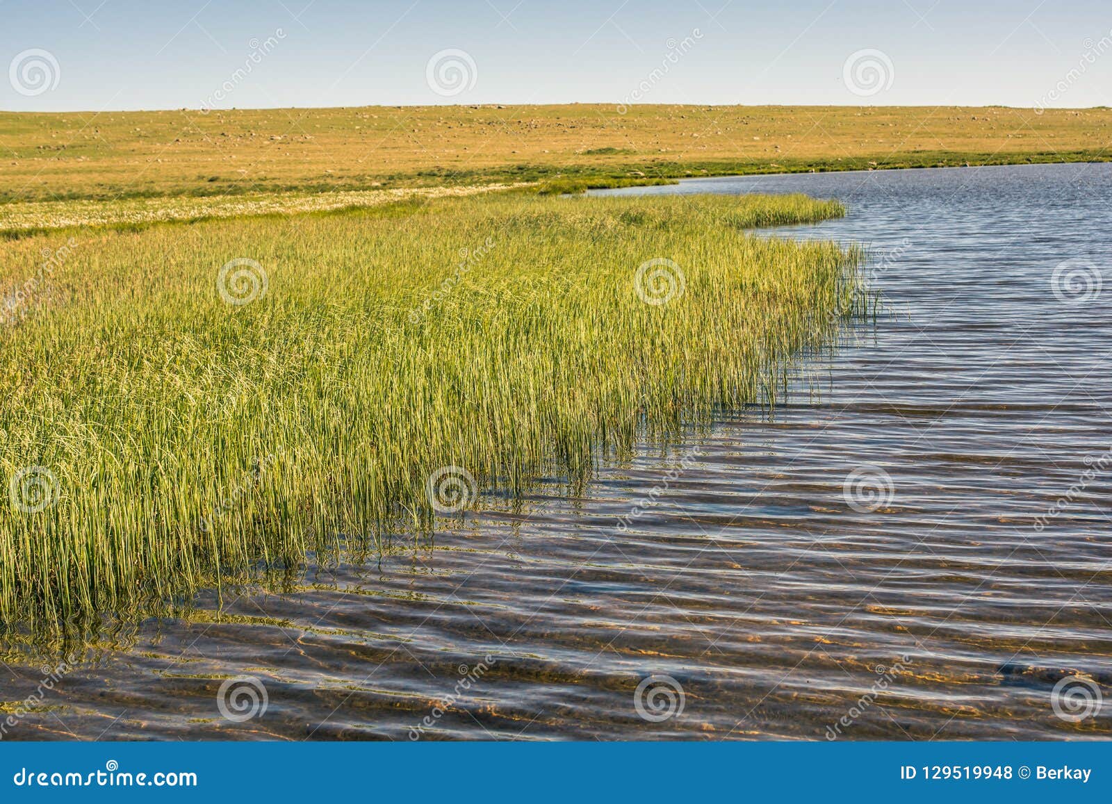 Wild Grass by the Pond on Highland in Artvin Stock Photo - Image of ...