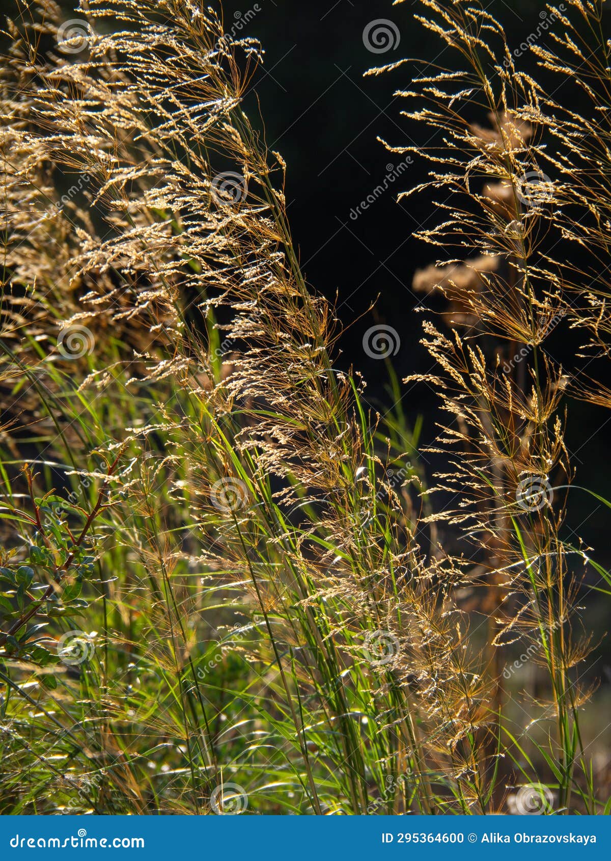 Wild Grass in Rays of Setting Sun with Highlights and Bokeh on a Summer ...