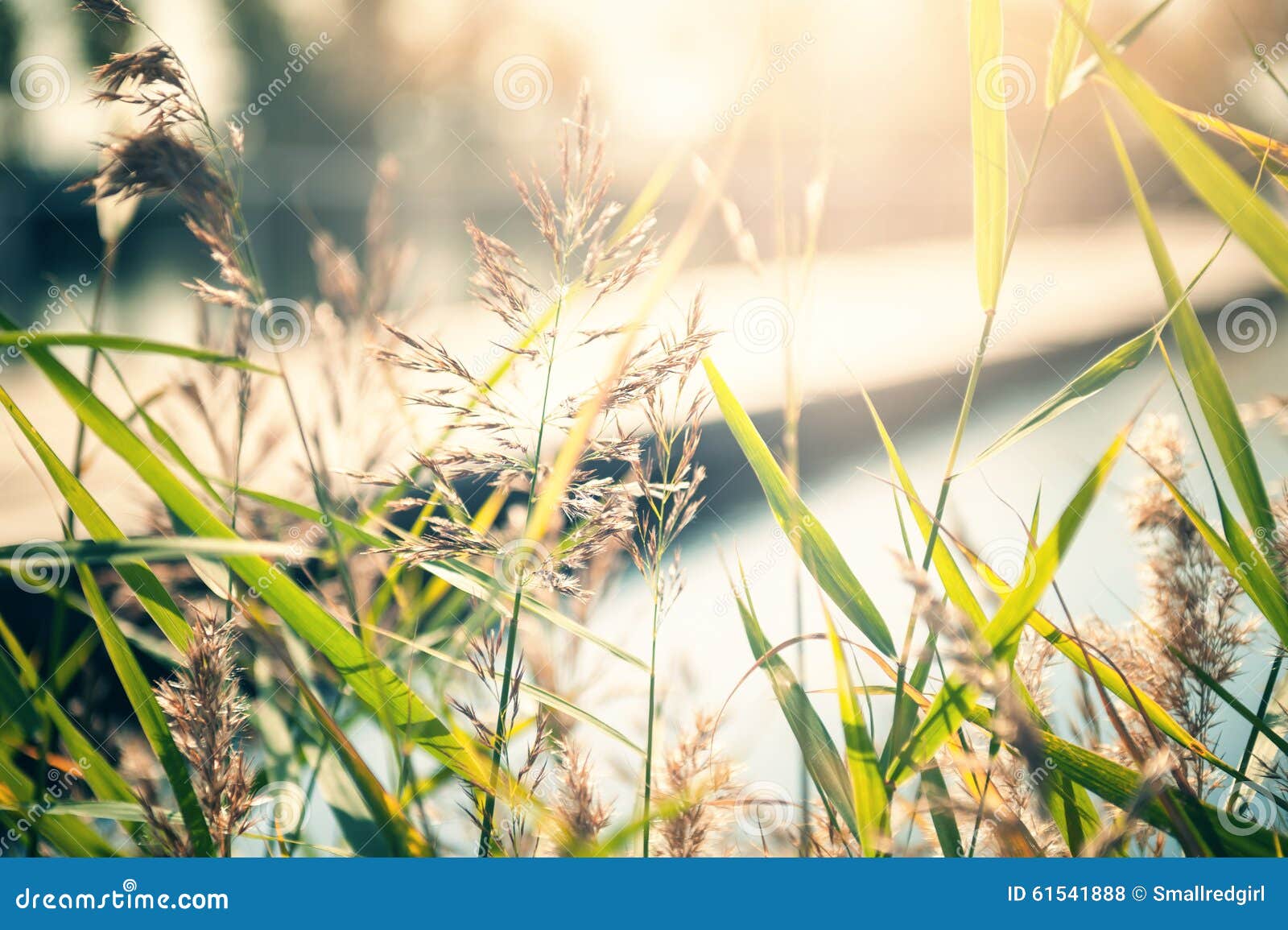 Wild Grass on the Riverbank at Sunset. Stock Photo - Image of coast ...