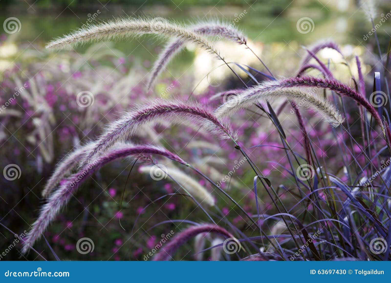 Wild Grass Setaria Swaying in the Wind Stock Photo - Image of beauty ...