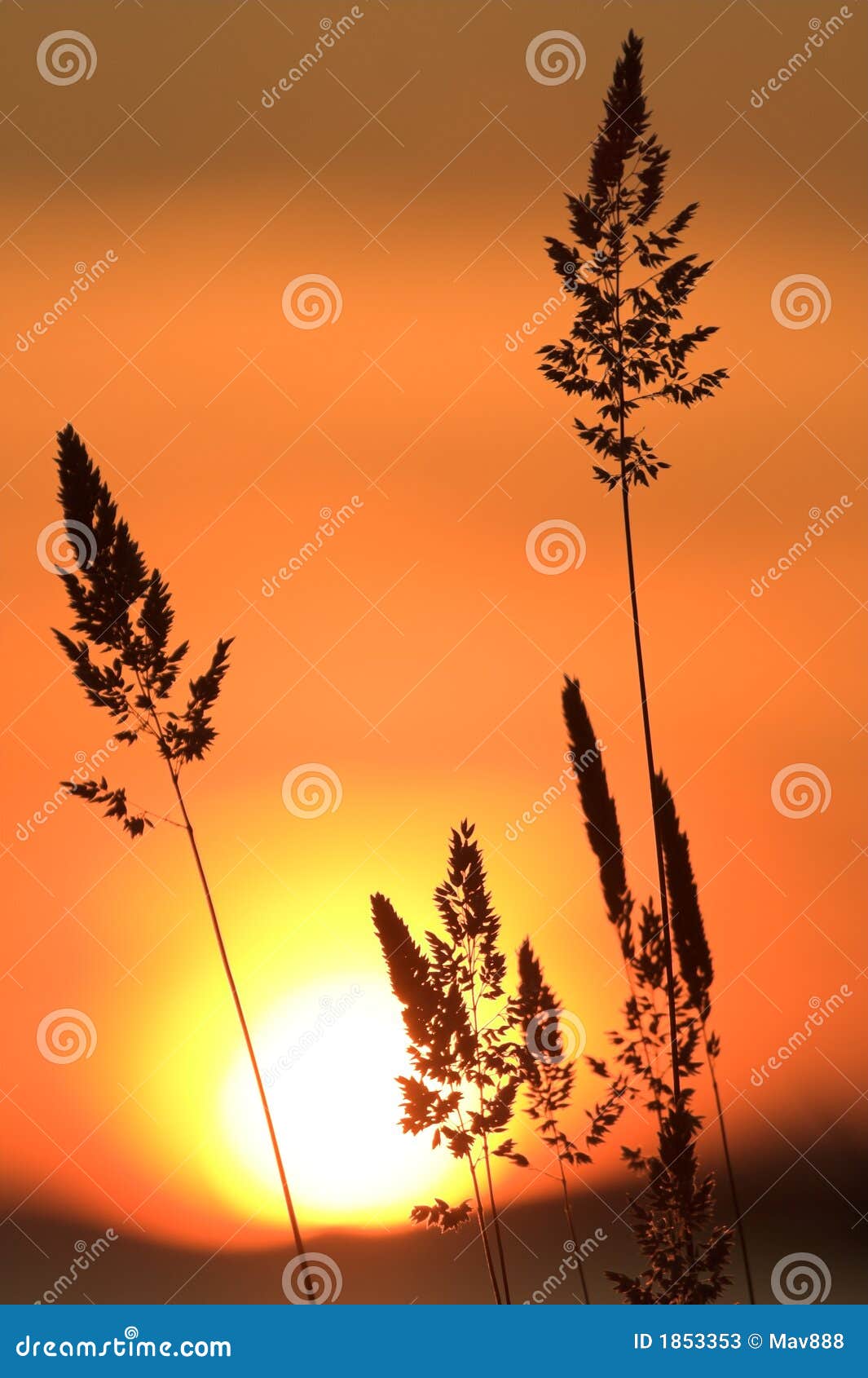 Wild grass silhouette stock image. Image of sharp, cloud - 1853353