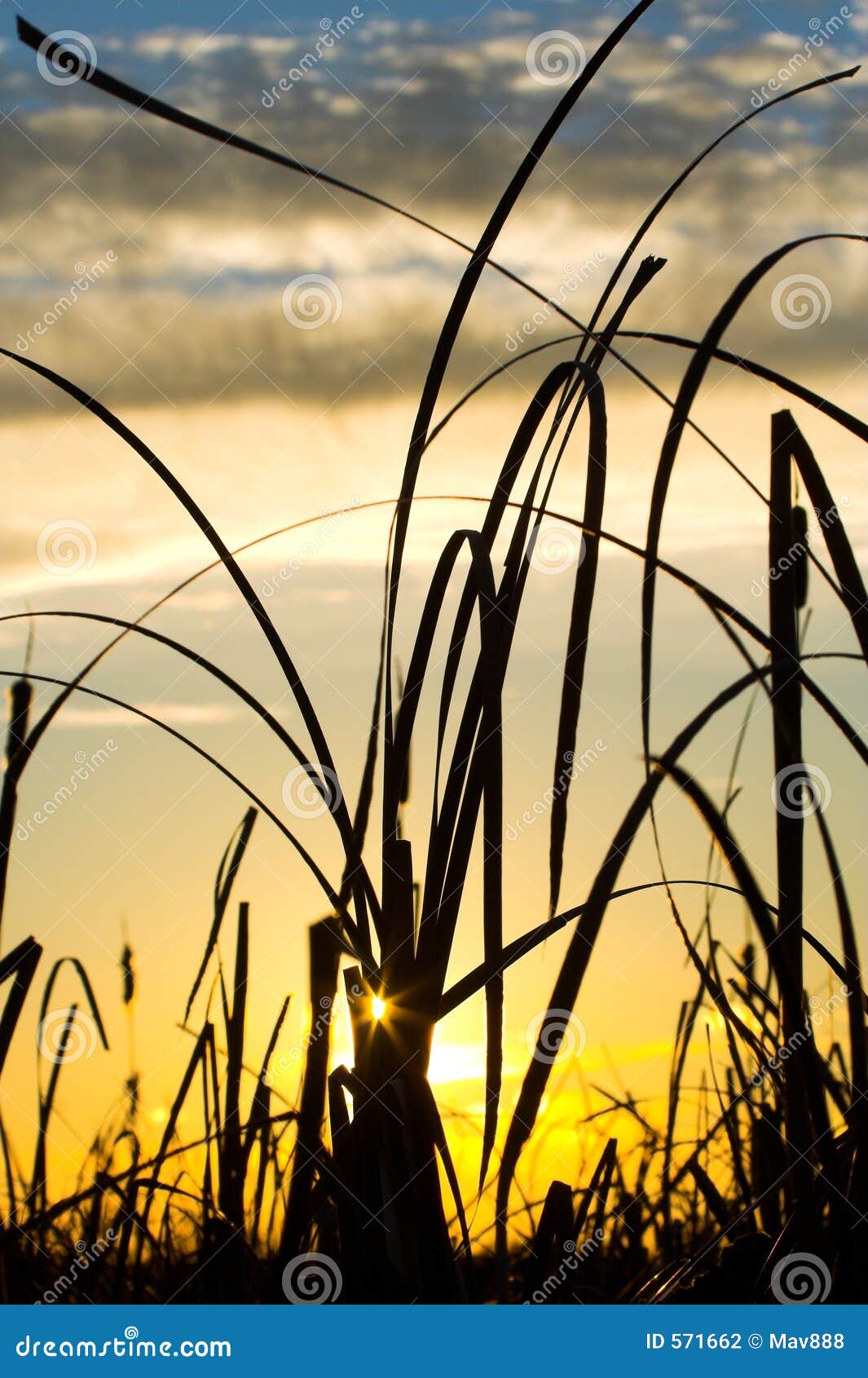 Wild grass silhouette stock photo. Image of silhouette - 571662