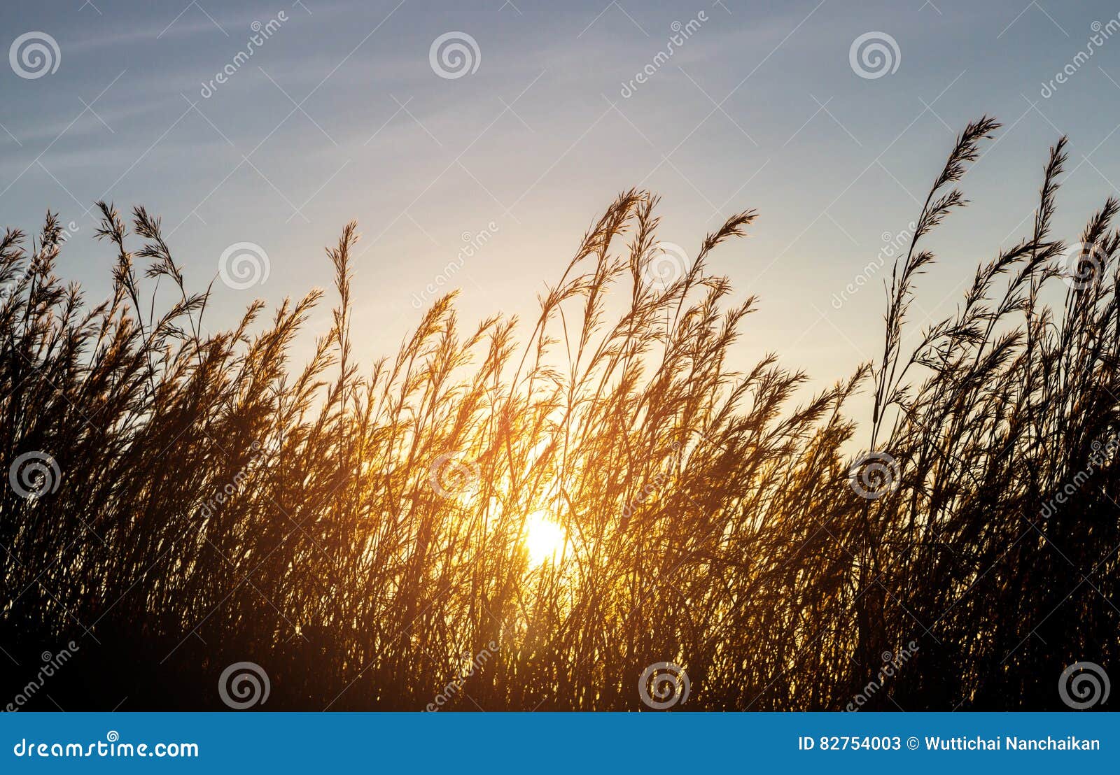 Wild Grass Silhouette Against Sunset Stock Image - Image of wild ...