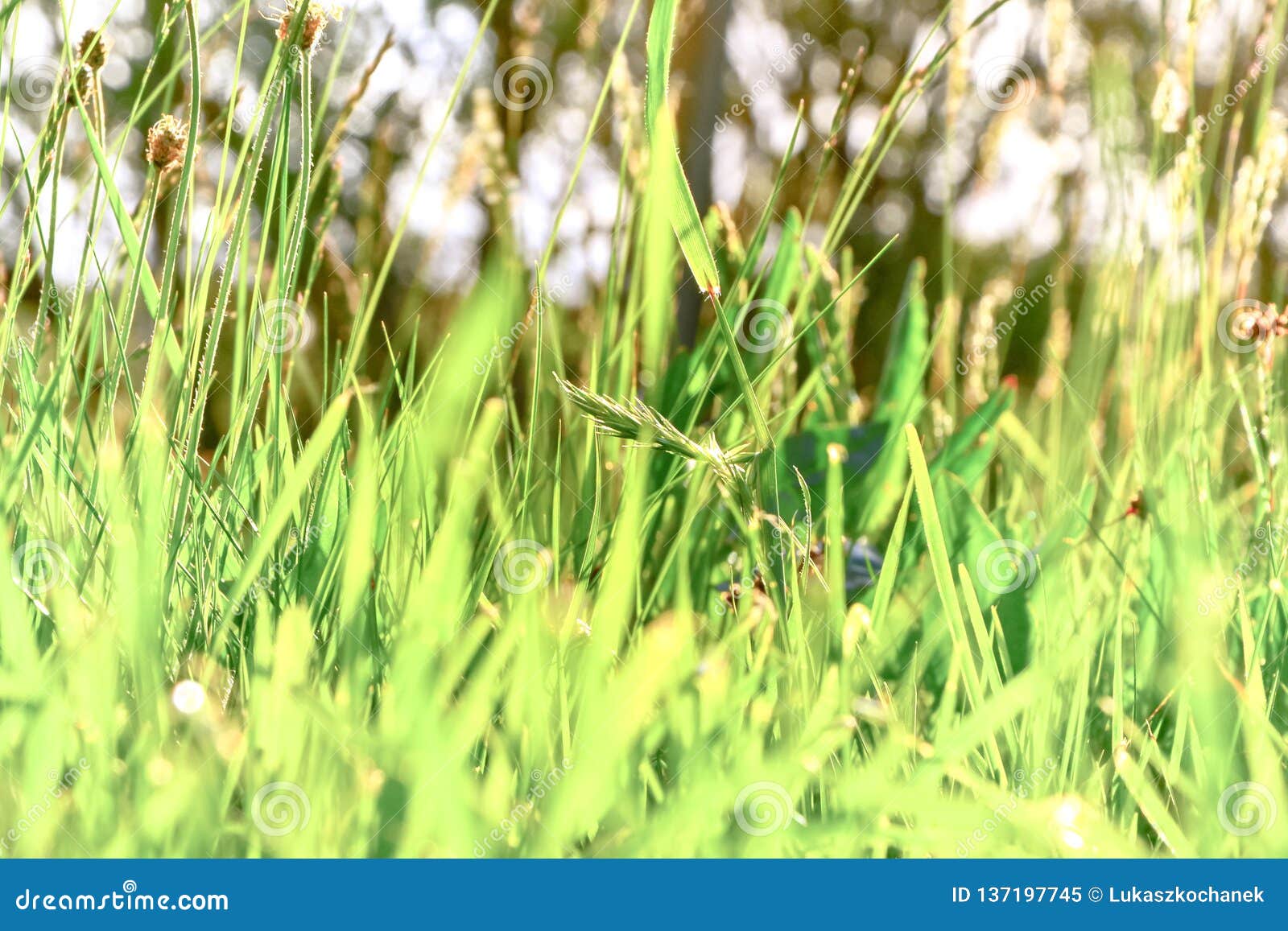 Wild Grass Stalk Backlit - Nature Stock Image - Image of flora, color ...