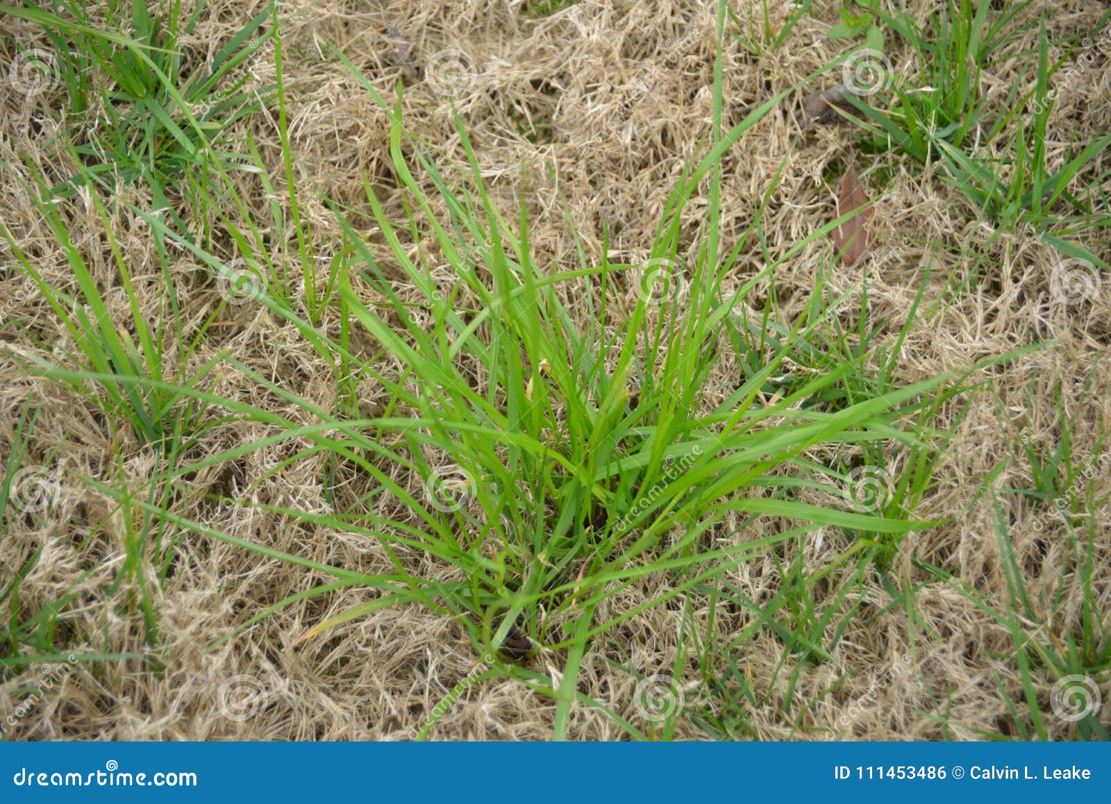 Wild Grass and Weeds stock photo. Image of dandelion - 111453486